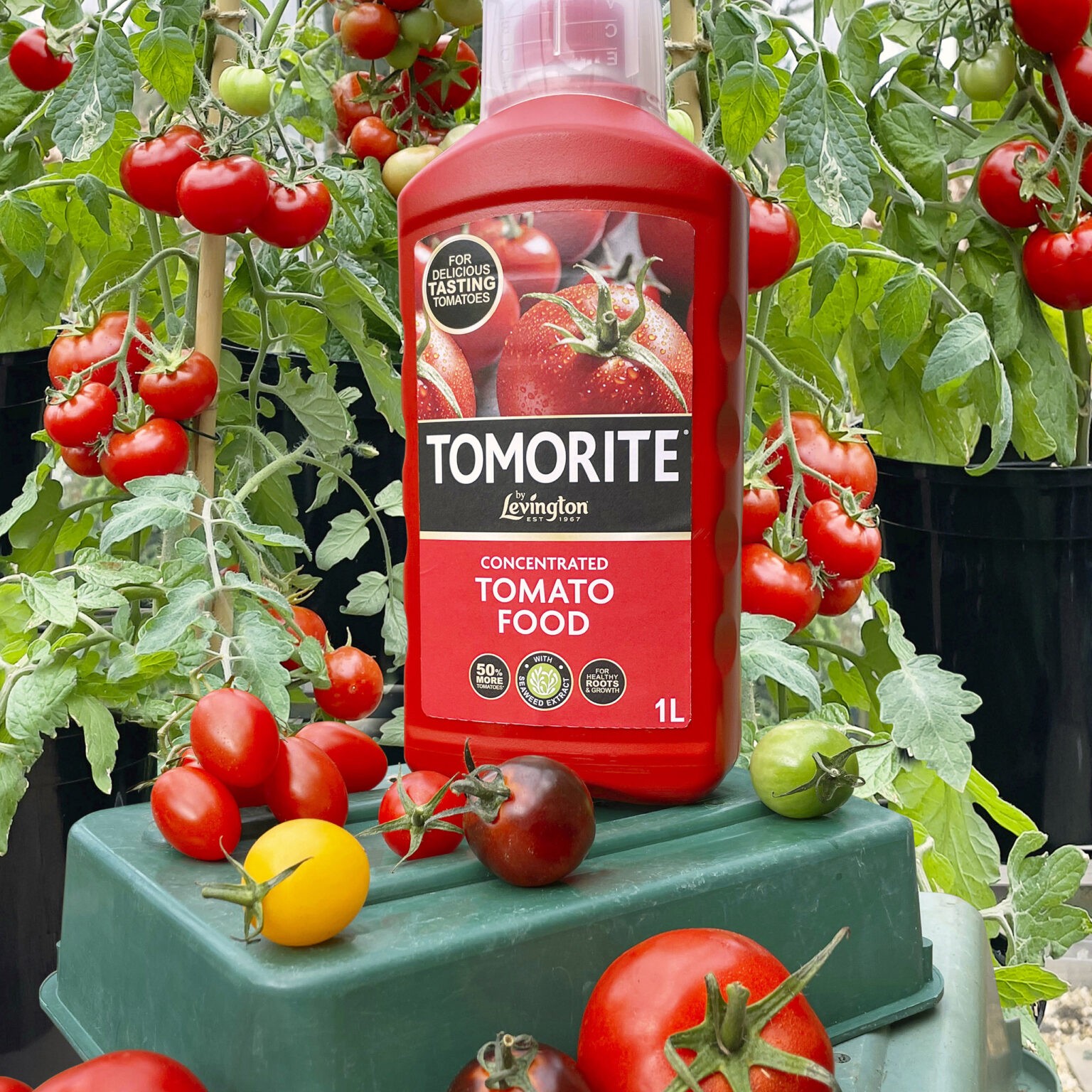 Tomorite Tomato Feed 1ltr + 20% FREE (1.2ltr) - Gro Well Direct