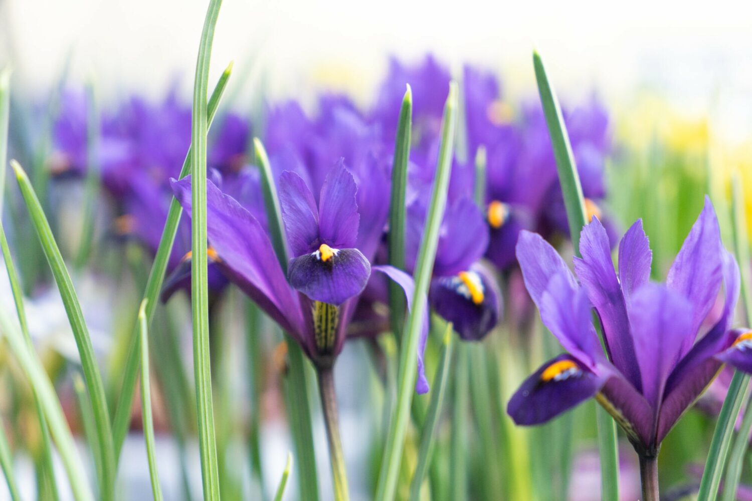 Branded Gardening Products for allotments and gardens - Gro-well Direct