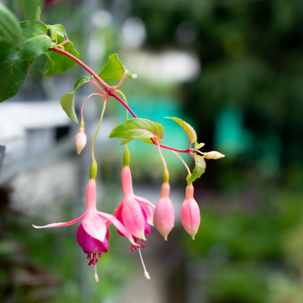 July Newsletter - Gro Well Direct