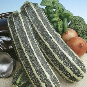 RHS MARROW TIGER CROSS F1 - Gro Well Direct